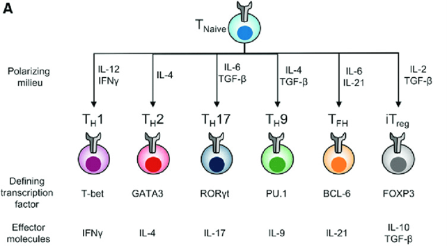 IPHASE人CD4+T细胞阳选试剂盒