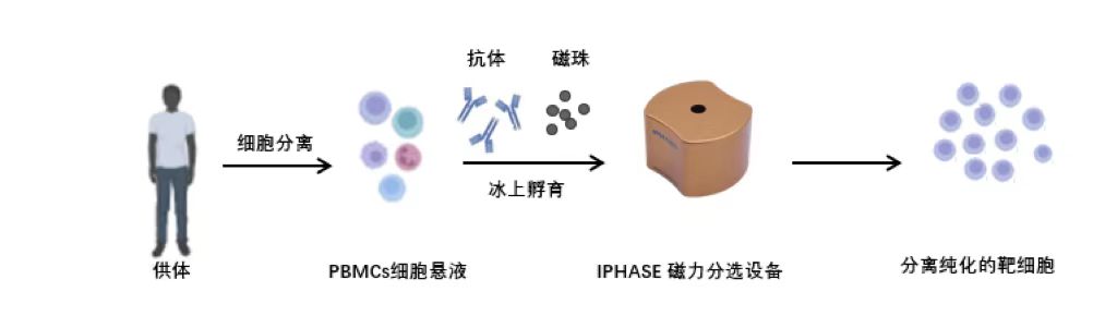 IPHASE人CD4+T细胞阳选试剂盒