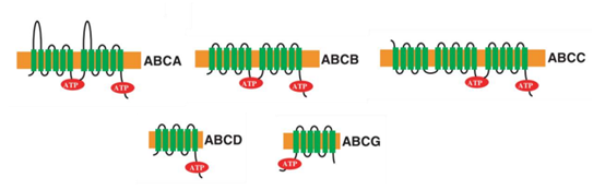 国内首家：IPHASE ABC家族BCRP转运体膜囊泡研发成功！