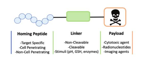 IPHASE/汇智和源 多肽偶联药物体外ADME研究一站式产品解决方案