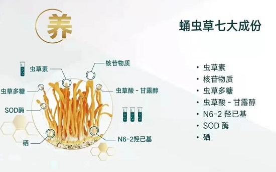 蛹虫草中虫草素的研究进展