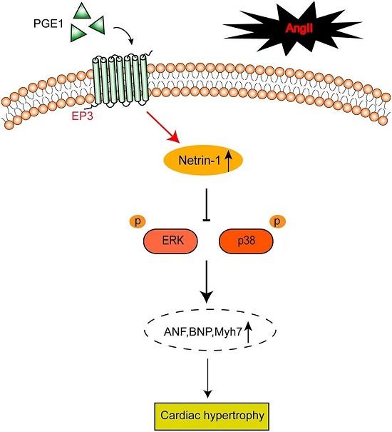 前列腺素E1通过EP3受体激活和Netrin-1上调减轻AngII诱导的心肌肥厚