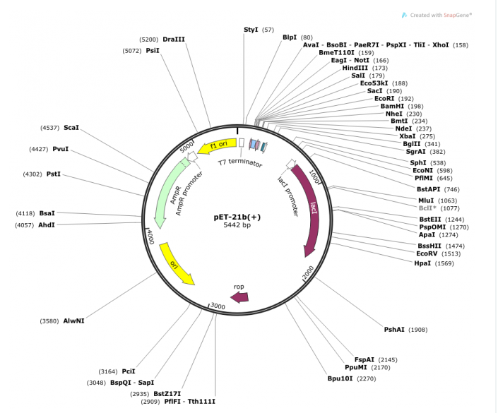 pET-21b(+) 载体价格 990元/ug 厂家：上海泽叶生物科技有限公司