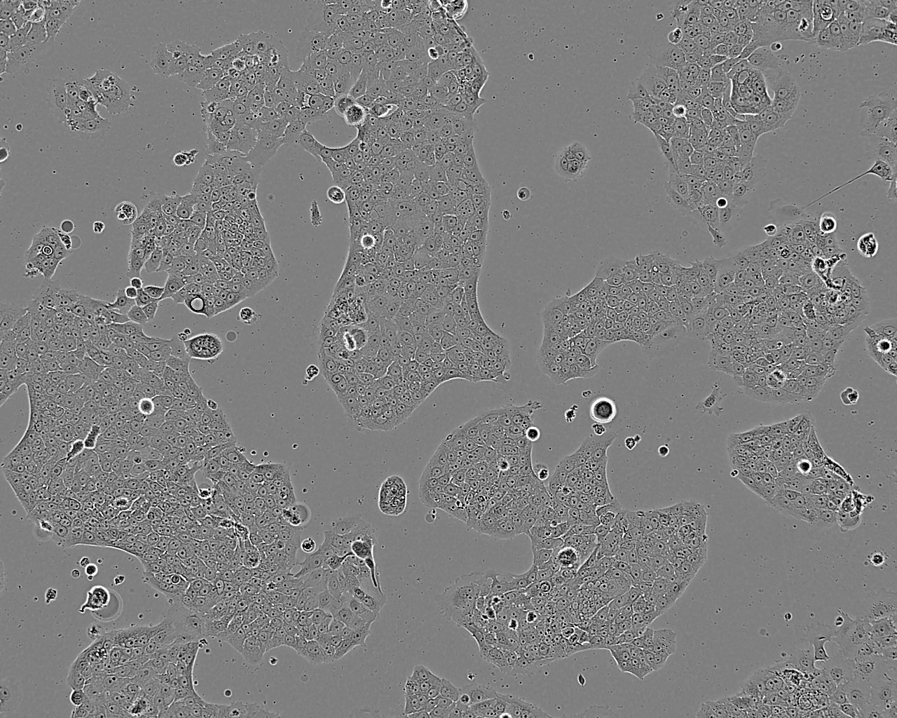 ND7/23 Cell:鼠神经母细胞瘤细胞系价格 厂家：上海宾穗生物科技有限公司