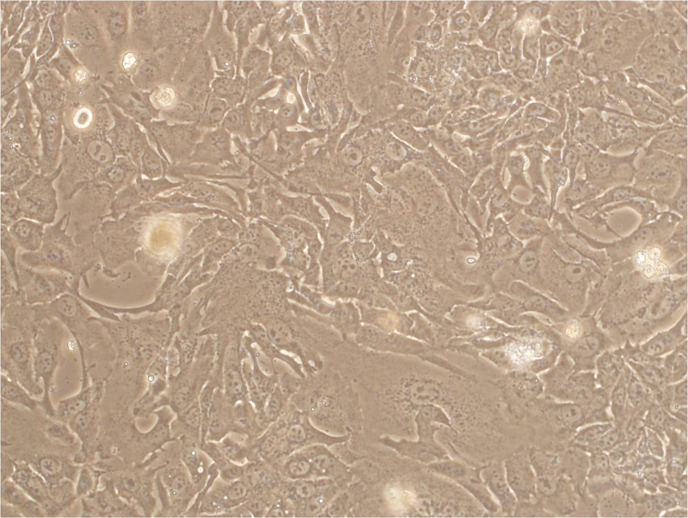 GC-2spd(ts) cell line小鼠精母细胞系价格 厂家：上海宾穗生物科技有限公司