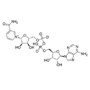 beta-烟酰胺腺嘌呤二核苷二钠 CAS#: 606-68-8